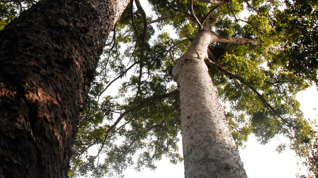 Swamp Kauri Wood Ancient New Zealand